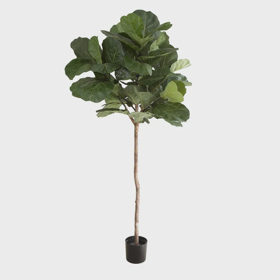 Fiddle Leaf Tree 215cm – Home Basics & Design