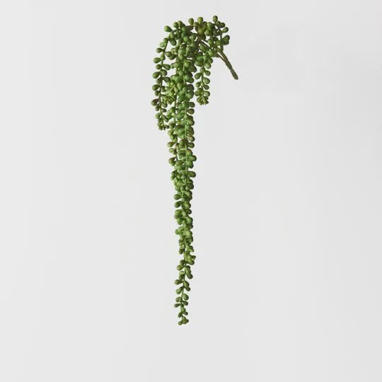 String of Pearls Hanging Bush 45cm Green – Home Basics & Design